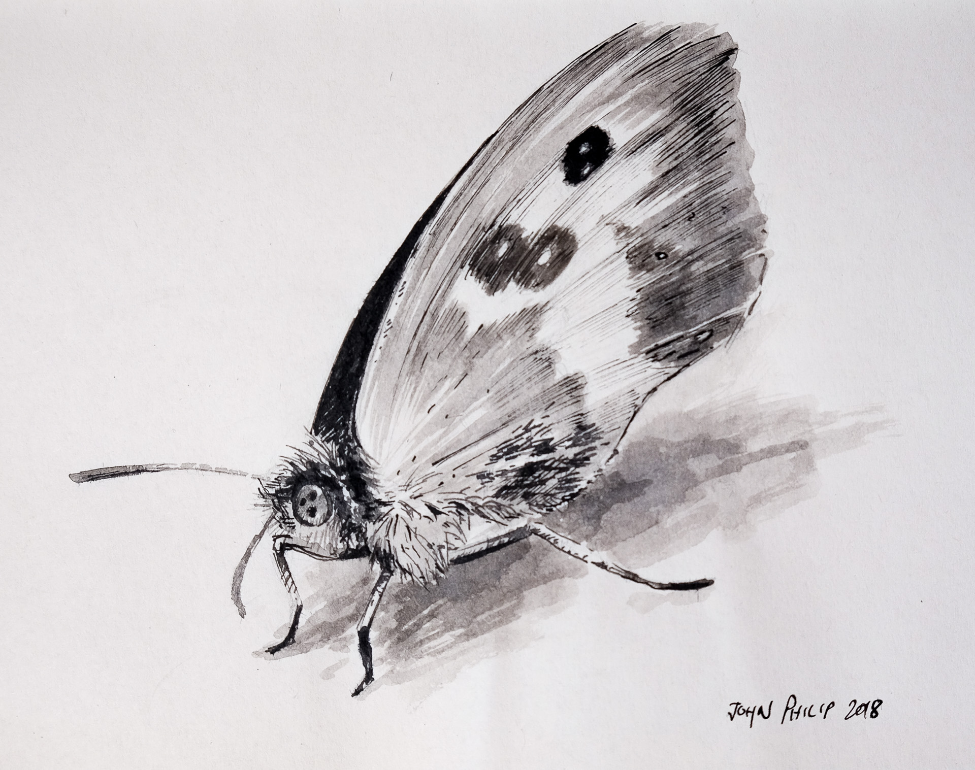 Butterfly in Ink – John Philip