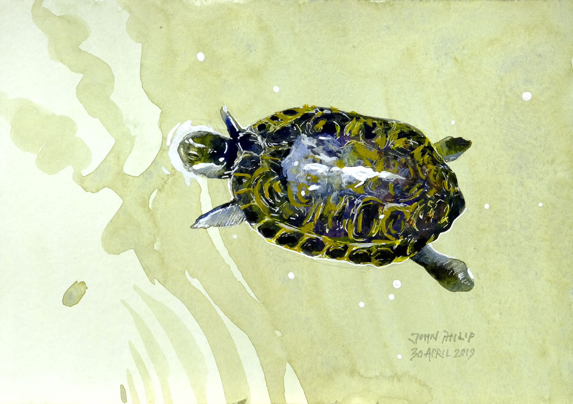 Italian Turtle – John Philip