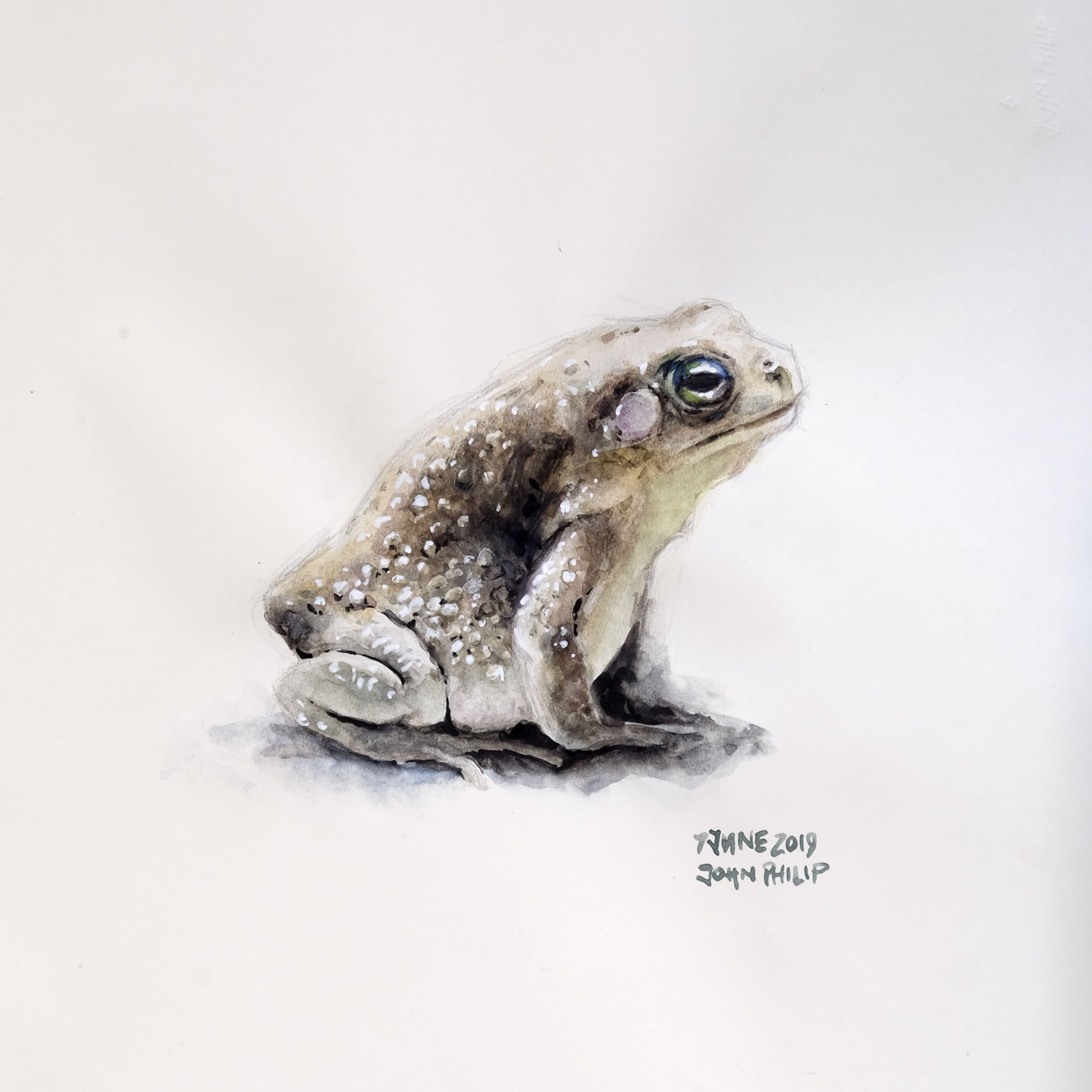 The African Toad – John Philip