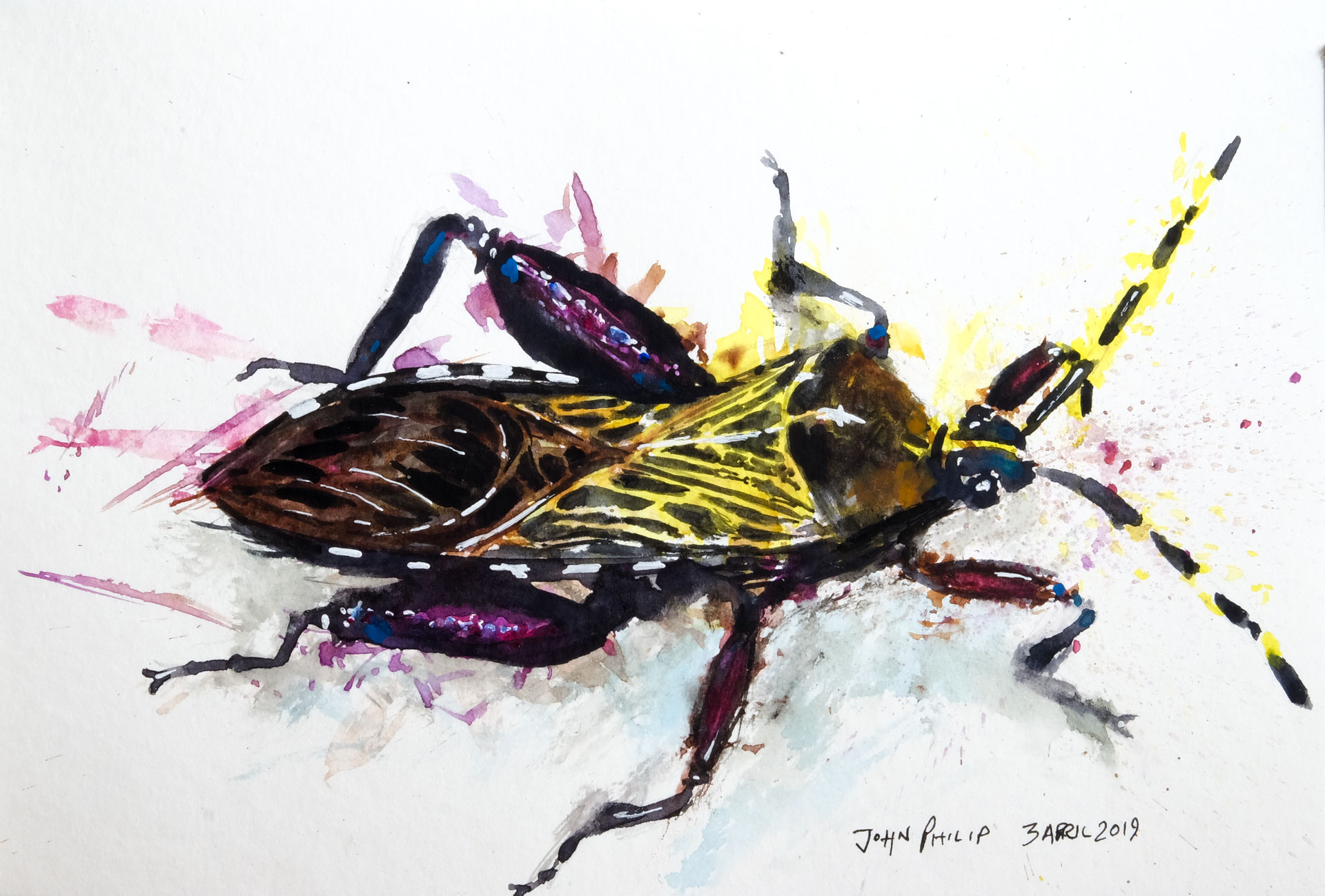 Giant Twig Wilter – John Philip