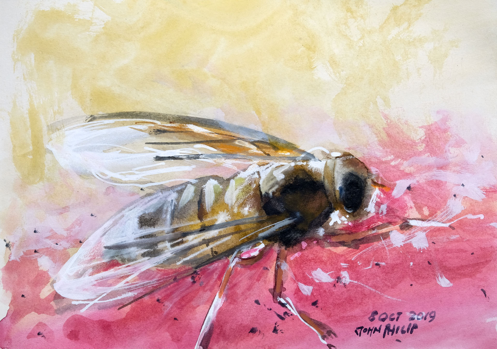 Big Fly – John Philip
