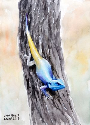 Blue Headed Lizard – John Philip