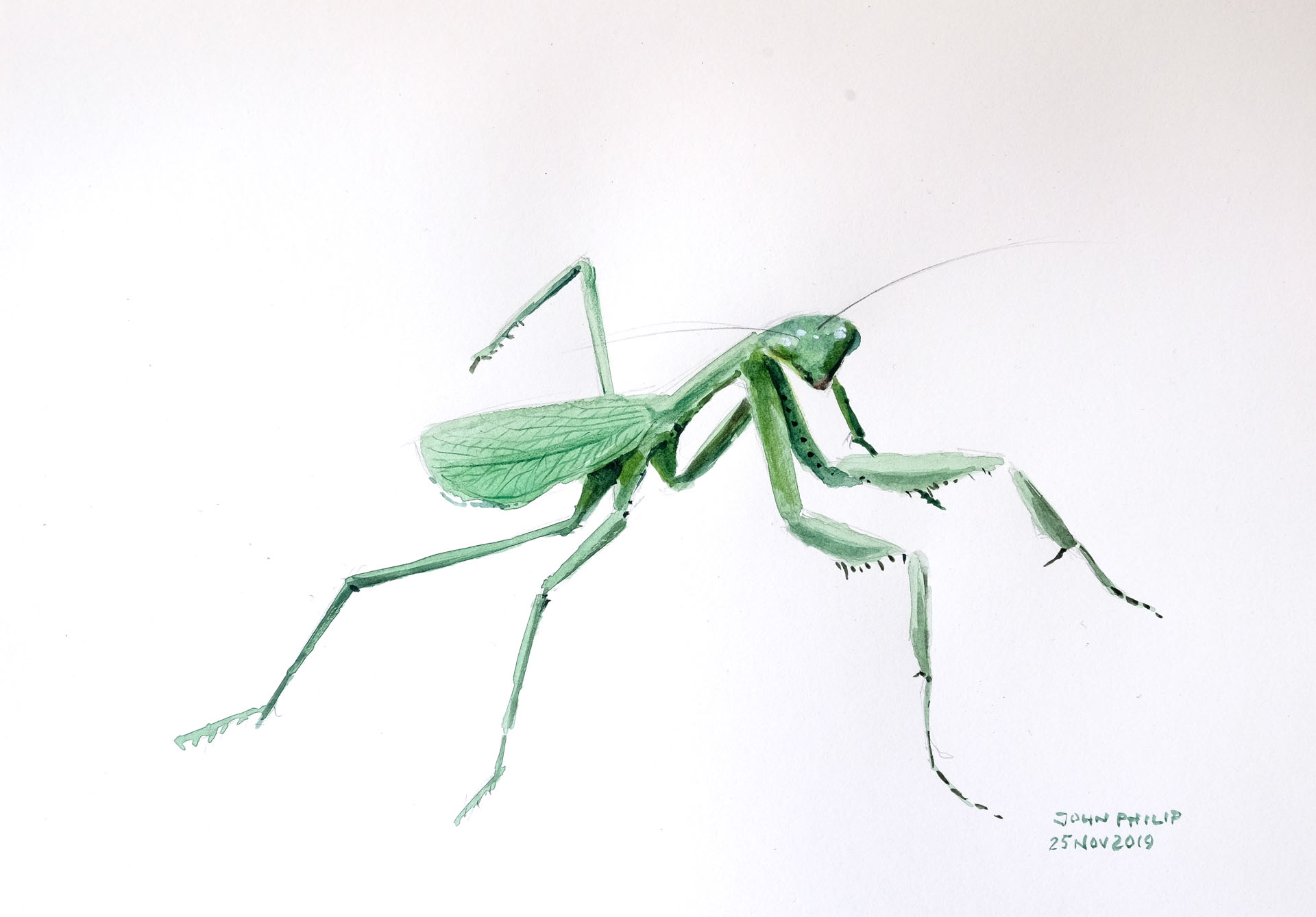 Green Praying Mantis – John Philip