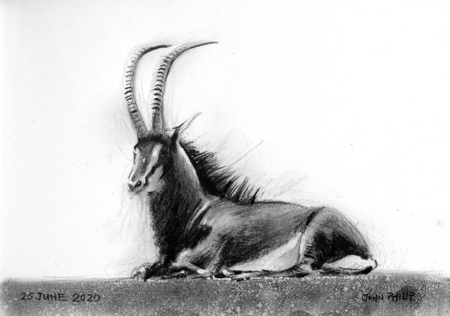 A Sable Antelope – John Philip